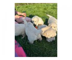 Excellent Golden Retriever Puppies San Francisco - Pennswoods Classifieds