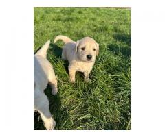 Excellent Golden Retriever Puppies San Francisco - Pennswoods Classifieds