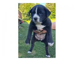 Puppies-Free To Good Home Cherry Tree - Pennswoods Classifieds