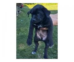 Puppies-Free To Good Home Cherry Tree - Pennswoods Classifieds