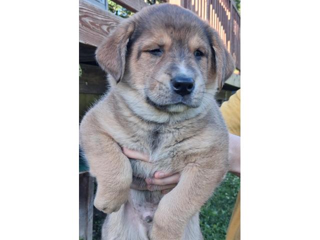 Puppies-Free To Good Home Cherry Tree - Pennswoods Classifieds